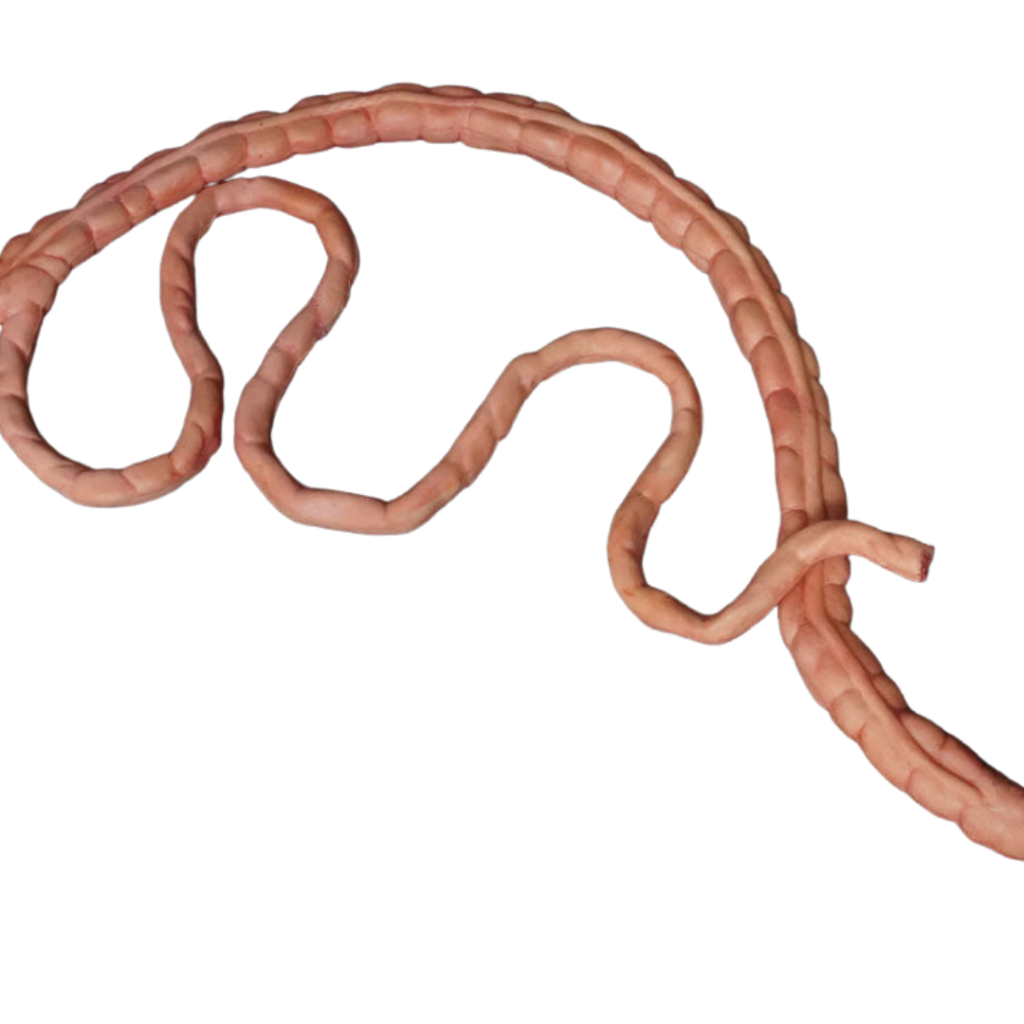 Rubber Intestines - Tetra Scene Of Crime